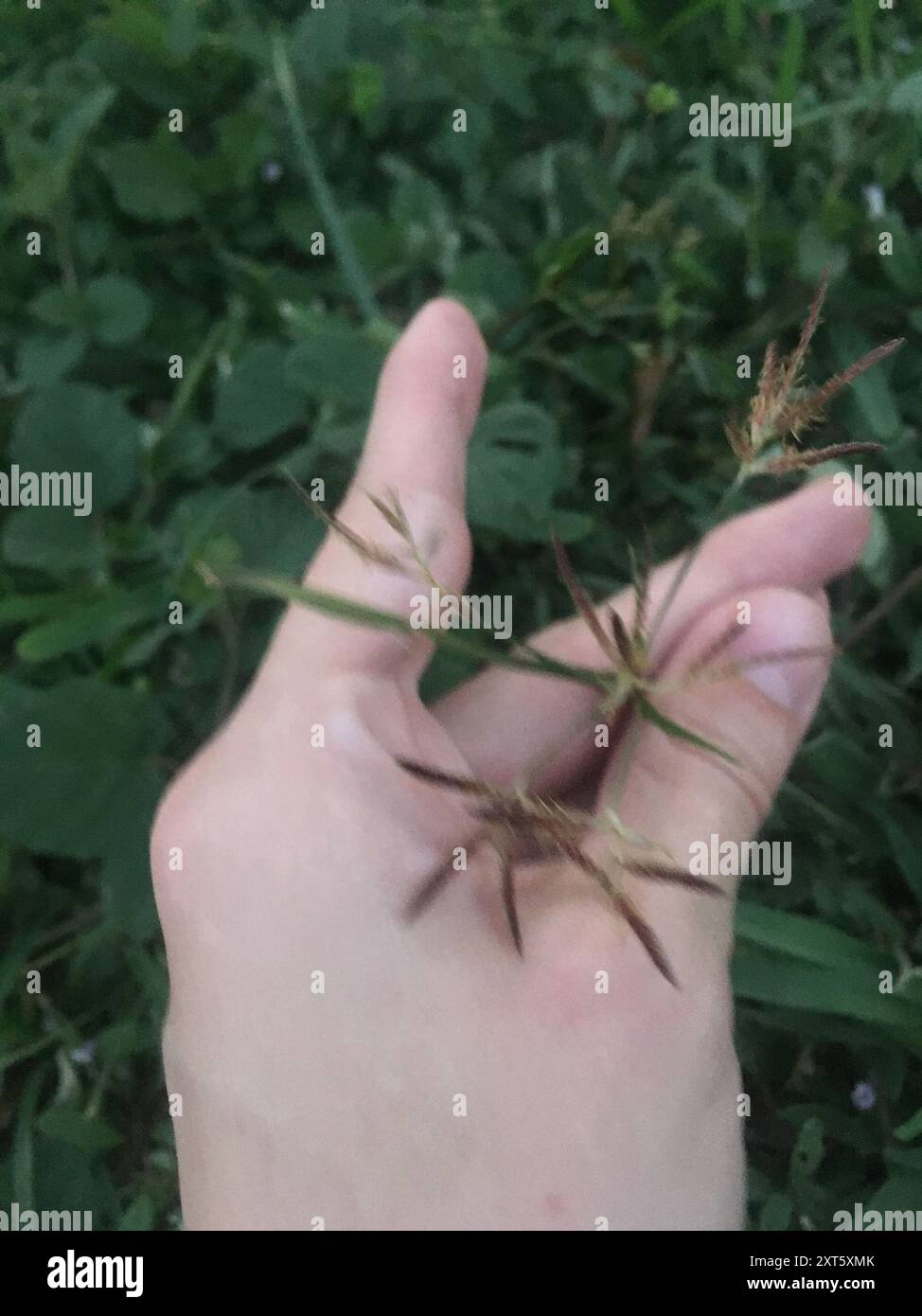 Purple nutsedge (Cyperus rotundus) Plantae Stock Photo - Alamy