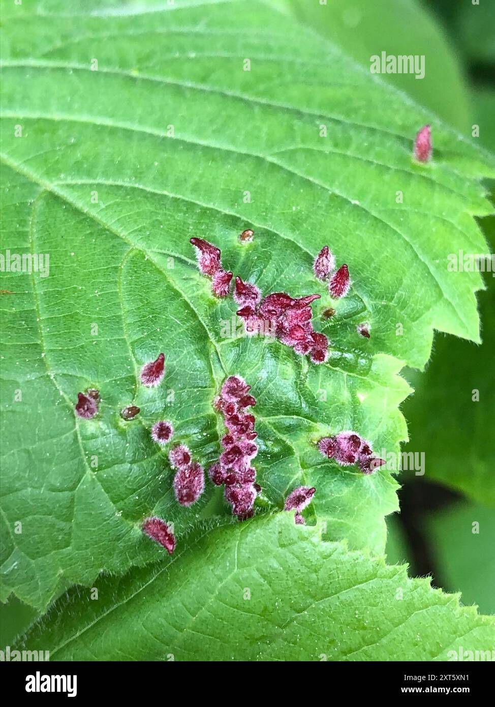 Red Nail Gall Mite (Eriophyes tiliae) Arachnida Stock Photo - Alamy