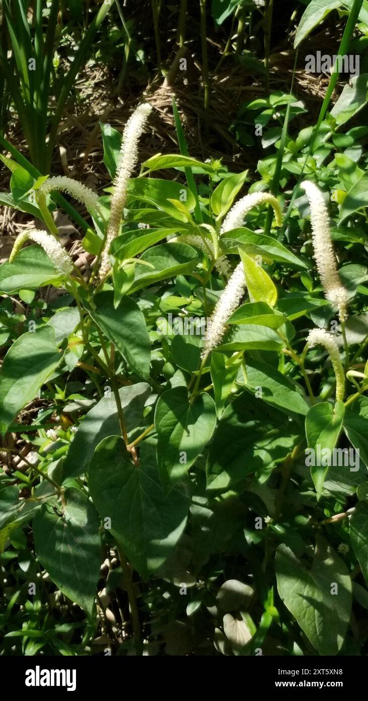 lizard's tail (Saururus cernuus) Plantae Stock Photo - Alamy