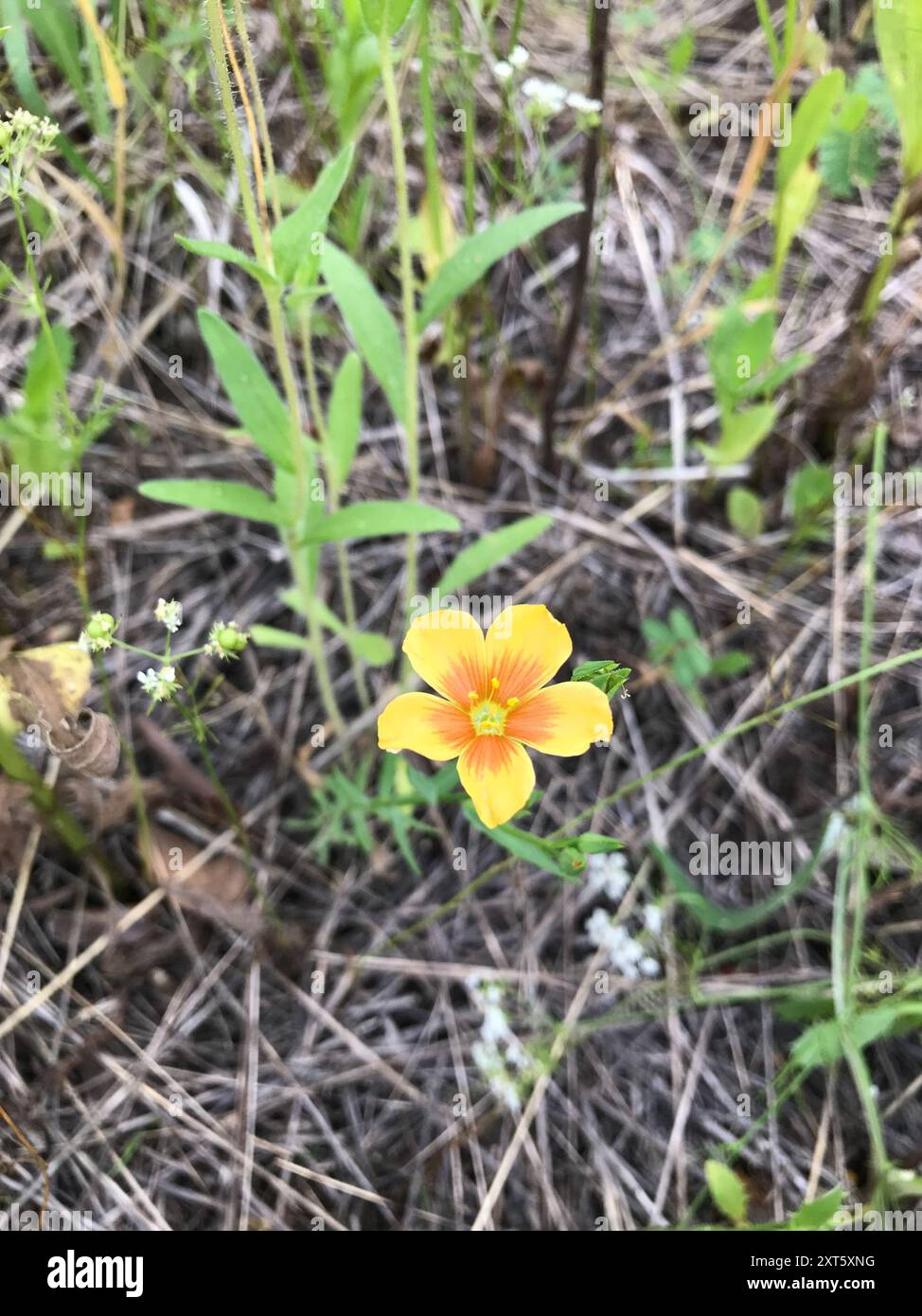 Yellow Flax (Linum rigidum) Plantae Stock Photo - Alamy