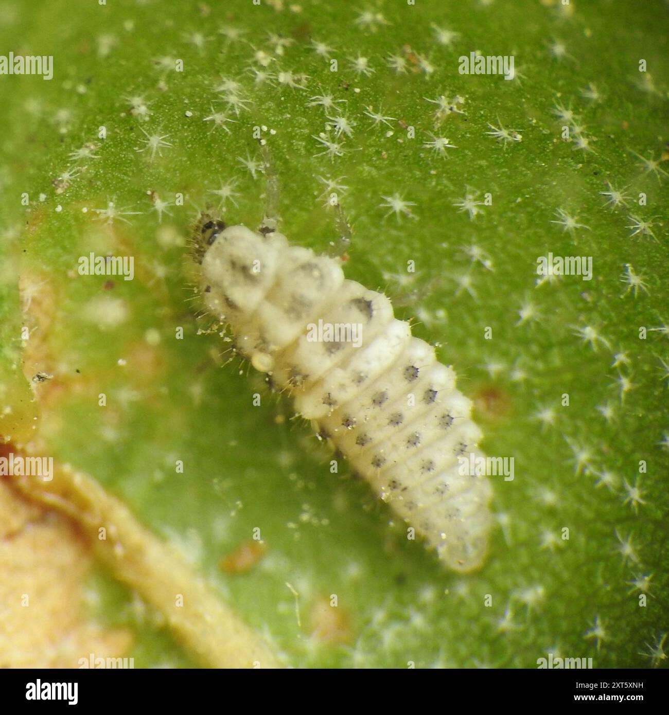Fungus-eating Lady Beetles (Psyllobora) Insecta Stock Photo - Alamy