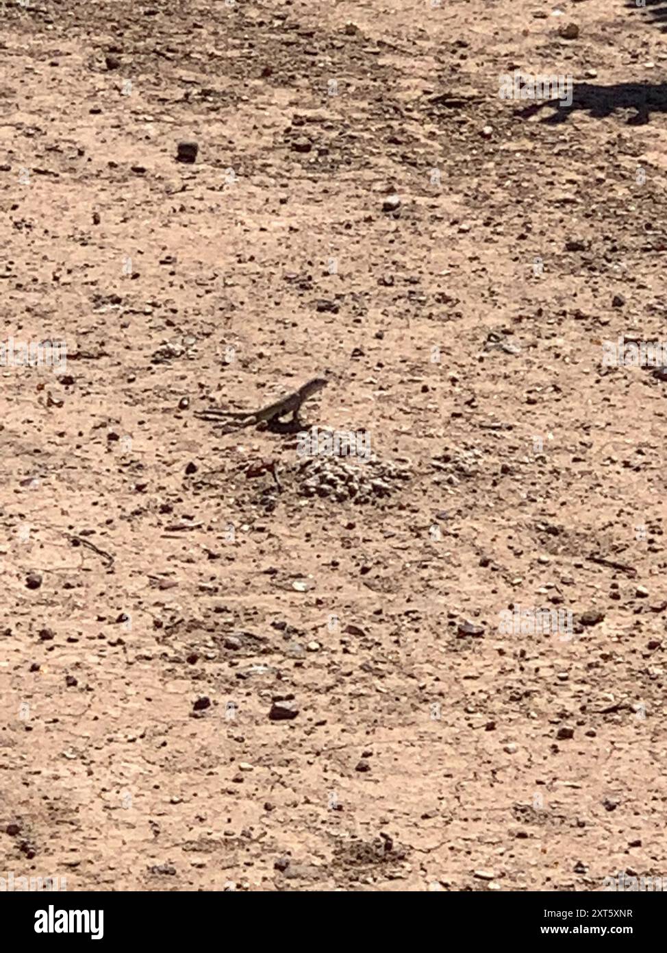 Zebra-tailed Lizard (Callisaurus draconoides) Reptilia Stock Photo - Alamy