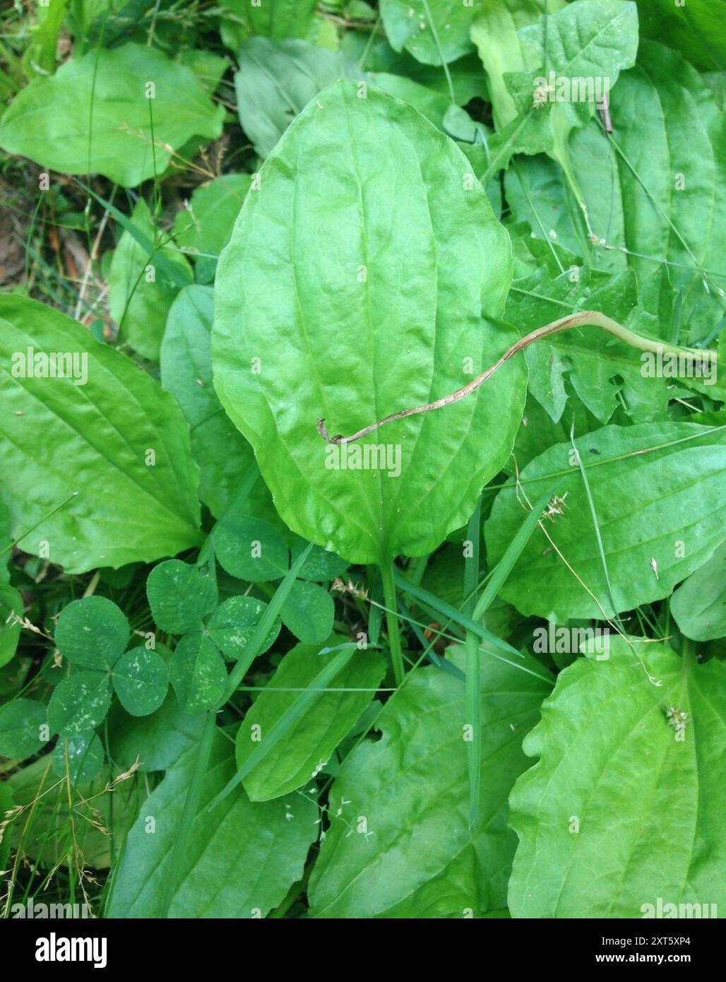 American plantain (Plantago rugelii) Plantae Stock Photo - Alamy