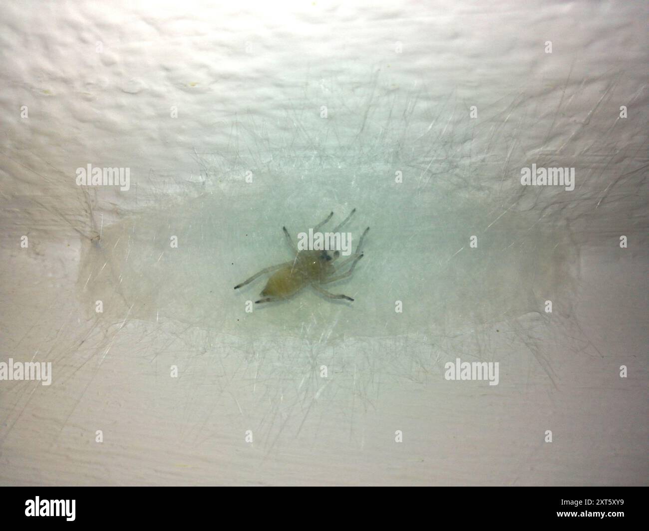 Longlegged Sac Spiders (Cheiracanthium) Arachnida Stock Photo - Alamy