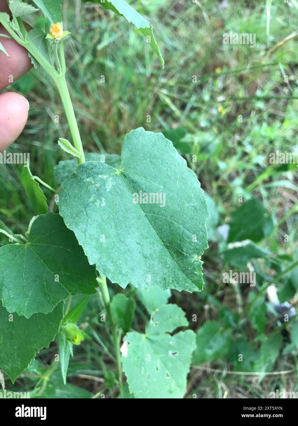 sweet Indian Mallow (Abutilon fruticosum) Plantae Stock Photo - Alamy
