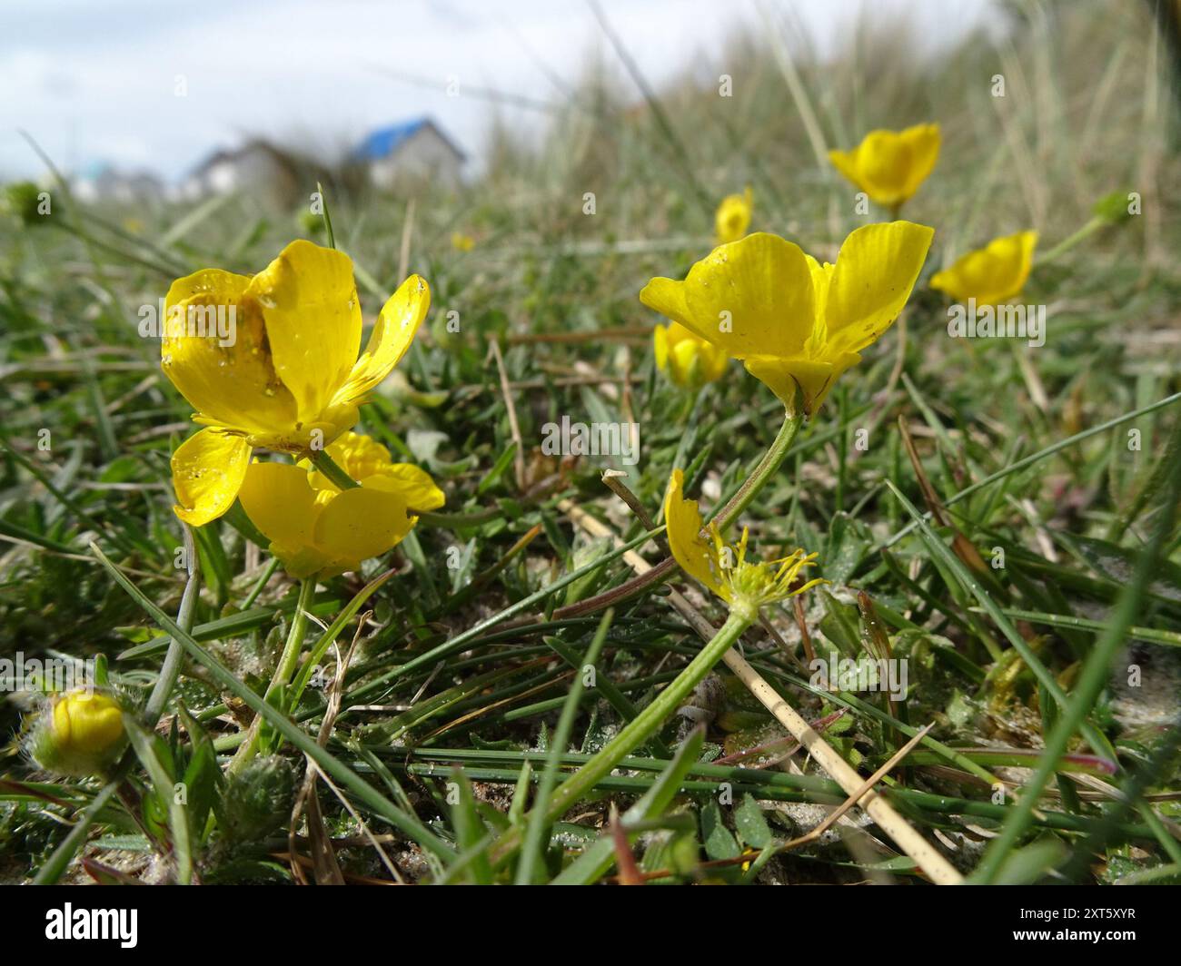 bulbous buttercup (Ranunculus bulbosus) Plantae Stock Photo - Alamy