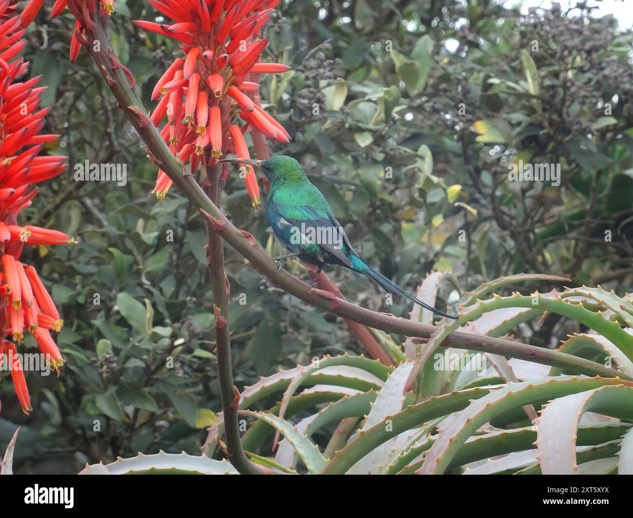Southern Malachite Sunbird (Nectarinia famosa famosa) Aves Stock Photo ...