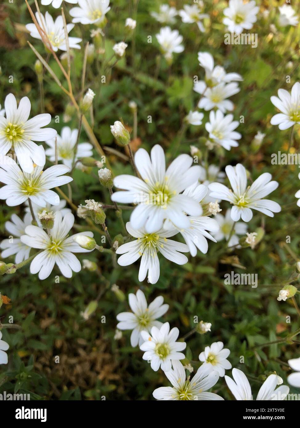 field chickweed (Cerastium arvense) Plantae Stock Photo - Alamy