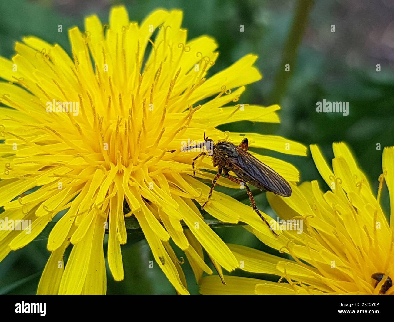 Dance Flies (Empididae) Insecta Stock Photo - Alamy