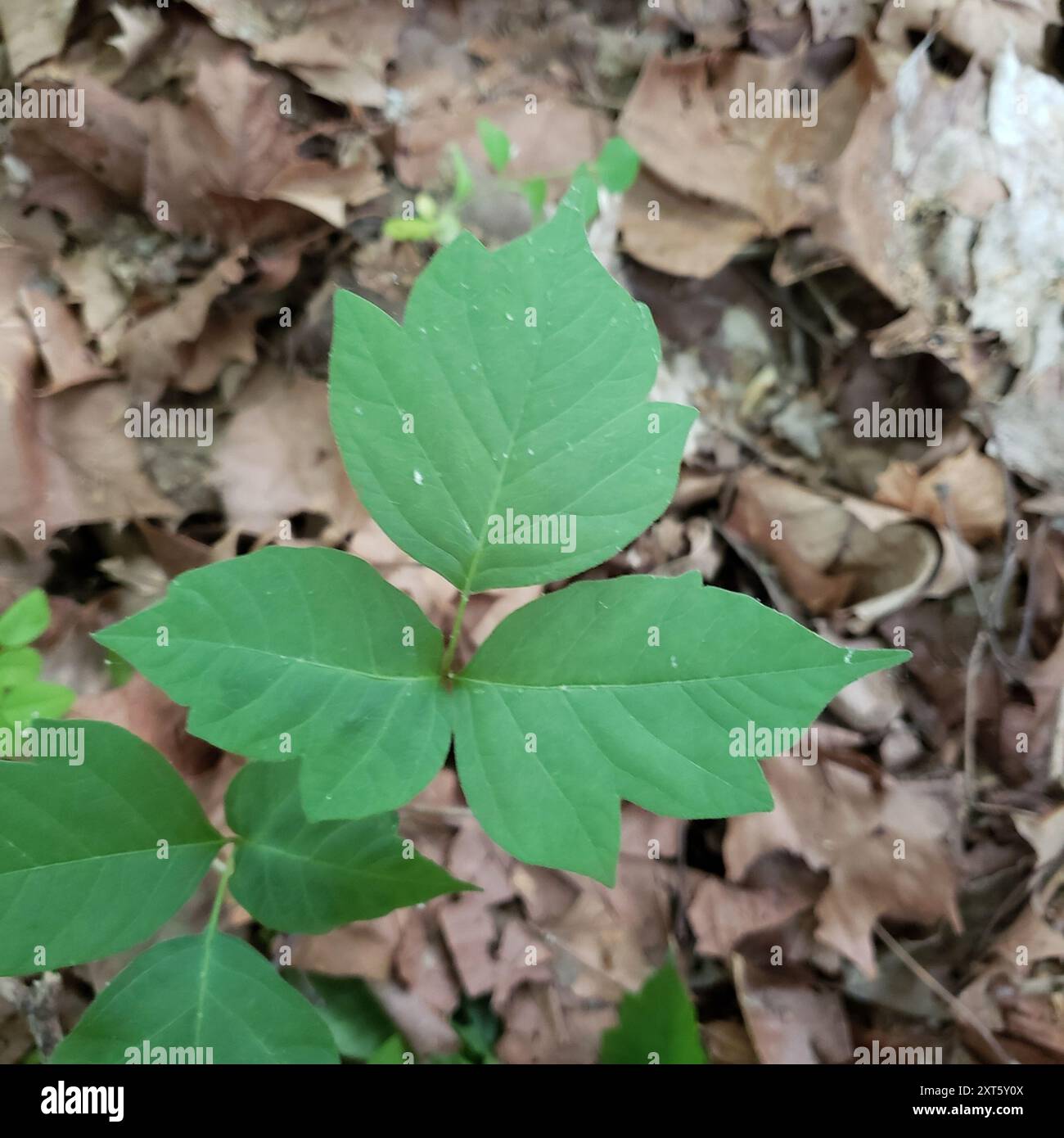 eastern poison ivy (Toxicodendron radicans) Plantae Stock Photo - Alamy