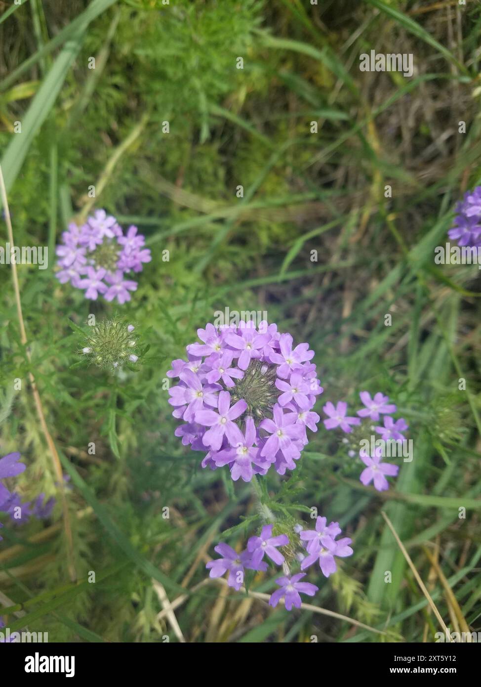 moss verbena (Verbena pulchella) Plantae Stock Photo - Alamy