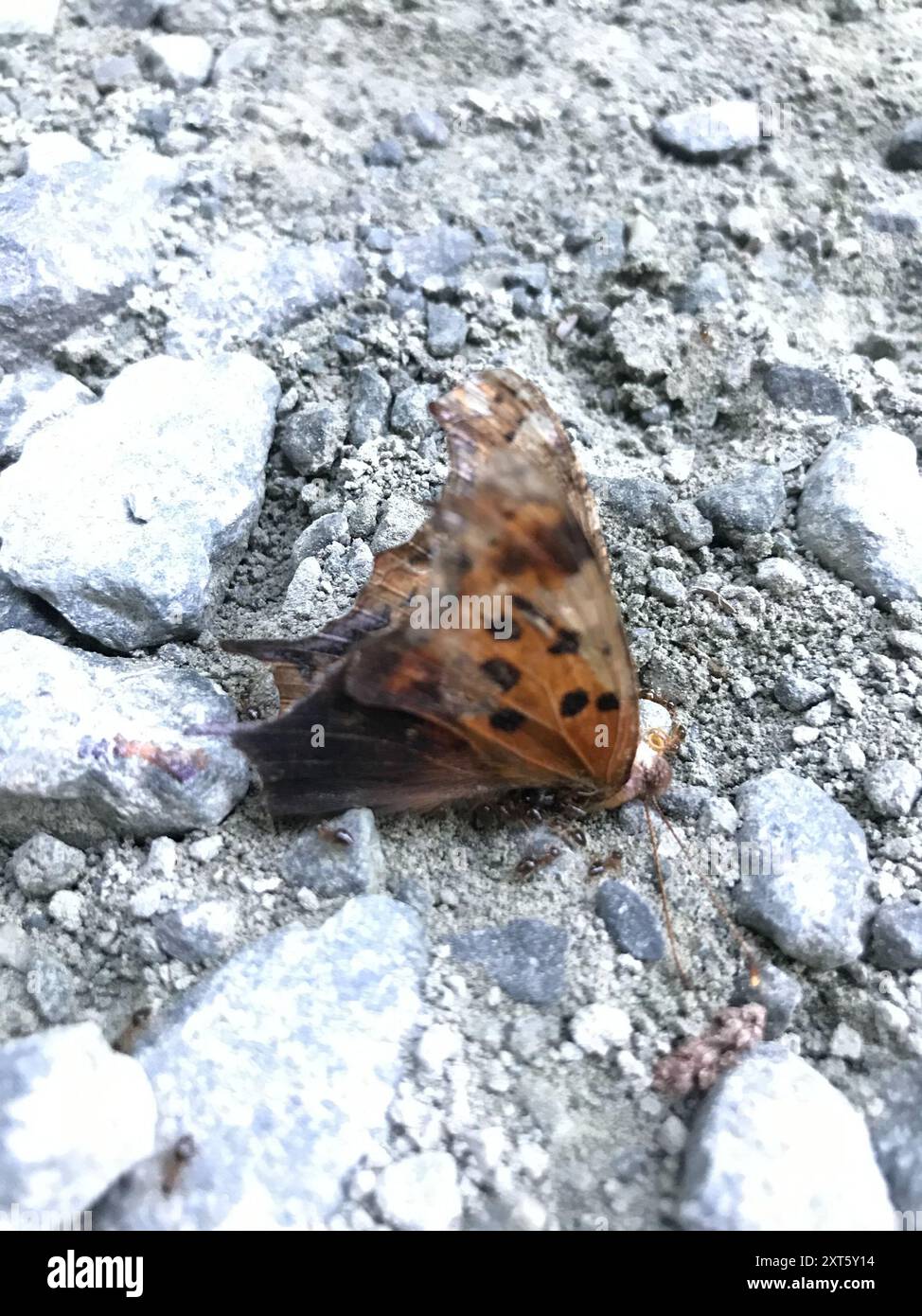 Question Mark (Polygonia interrogationis) Insecta Stock Photo - Alamy