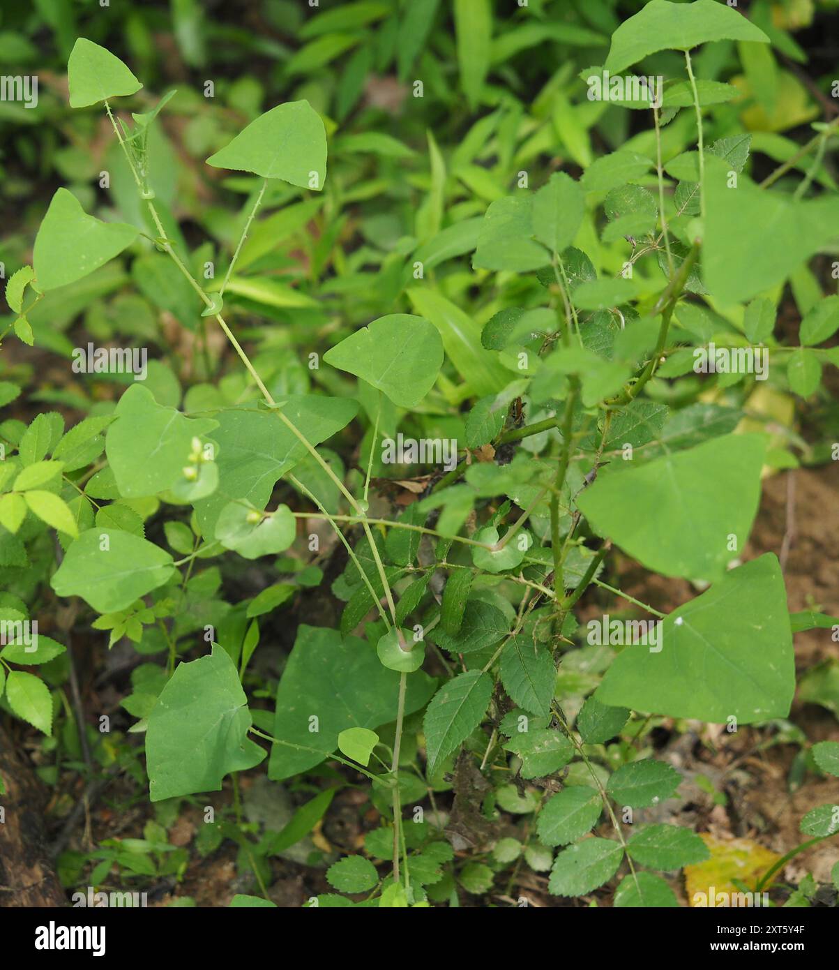 mile-a-minute weed (Persicaria perfoliata) Plantae Stock Photo - Alamy