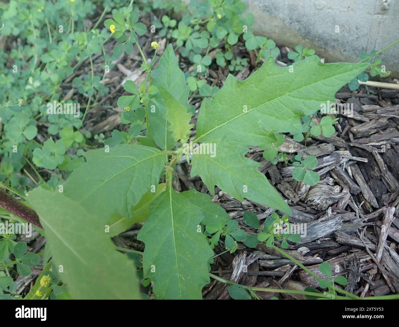 Carolina horsenettle (Solanum carolinense) Plantae Stock Photo - Alamy