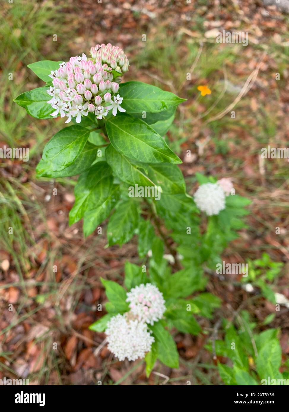 Texas milkweed (Asclepias texana) Plantae Stock Photo - Alamy