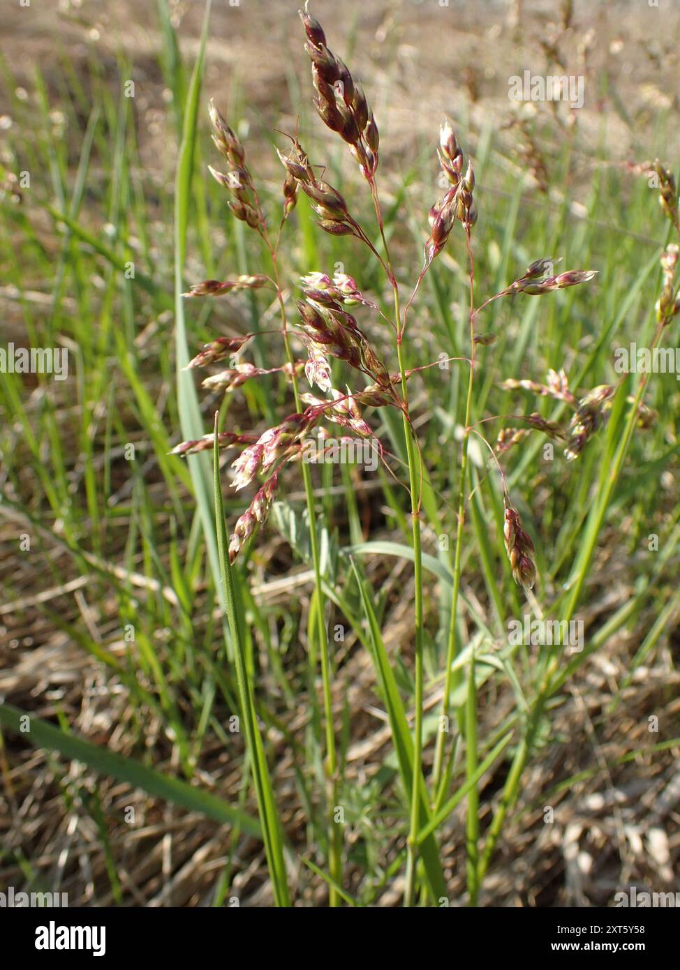 northern sweetgrass (Anthoxanthum hirtum) Plantae Stock Photo - Alamy