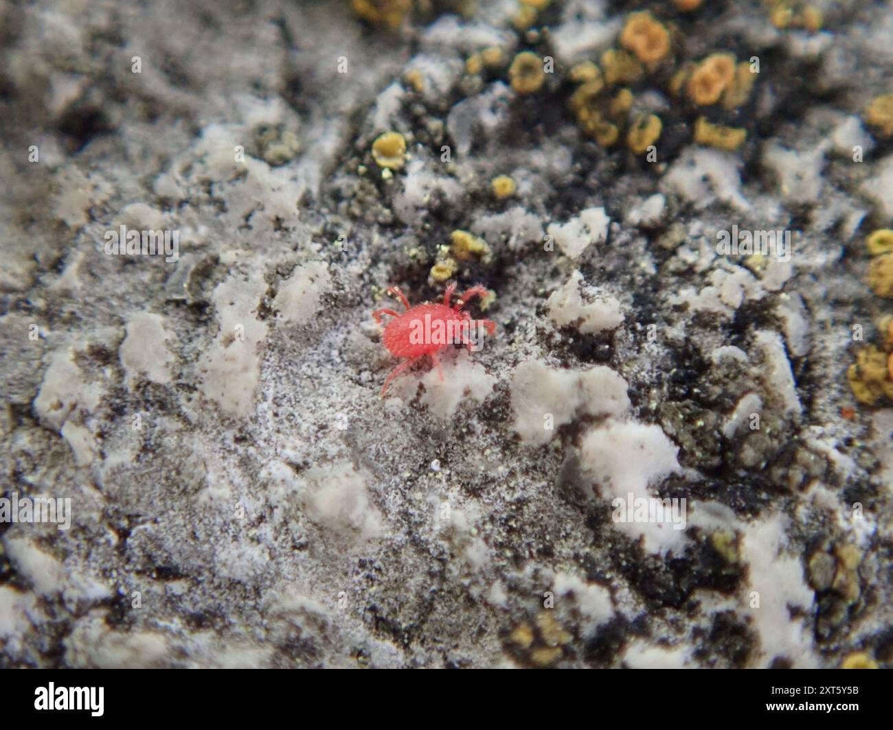 Mites and Ticks (Acari) Arachnida Stock Photo - Alamy