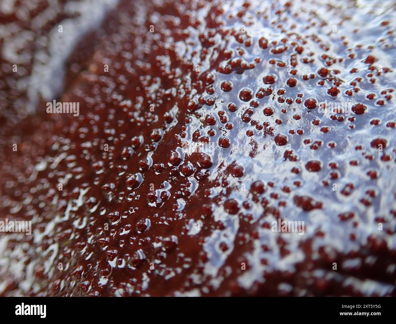 Turkish Towel (Chondracanthus exasperatus) Plantae Stock Photo - Alamy