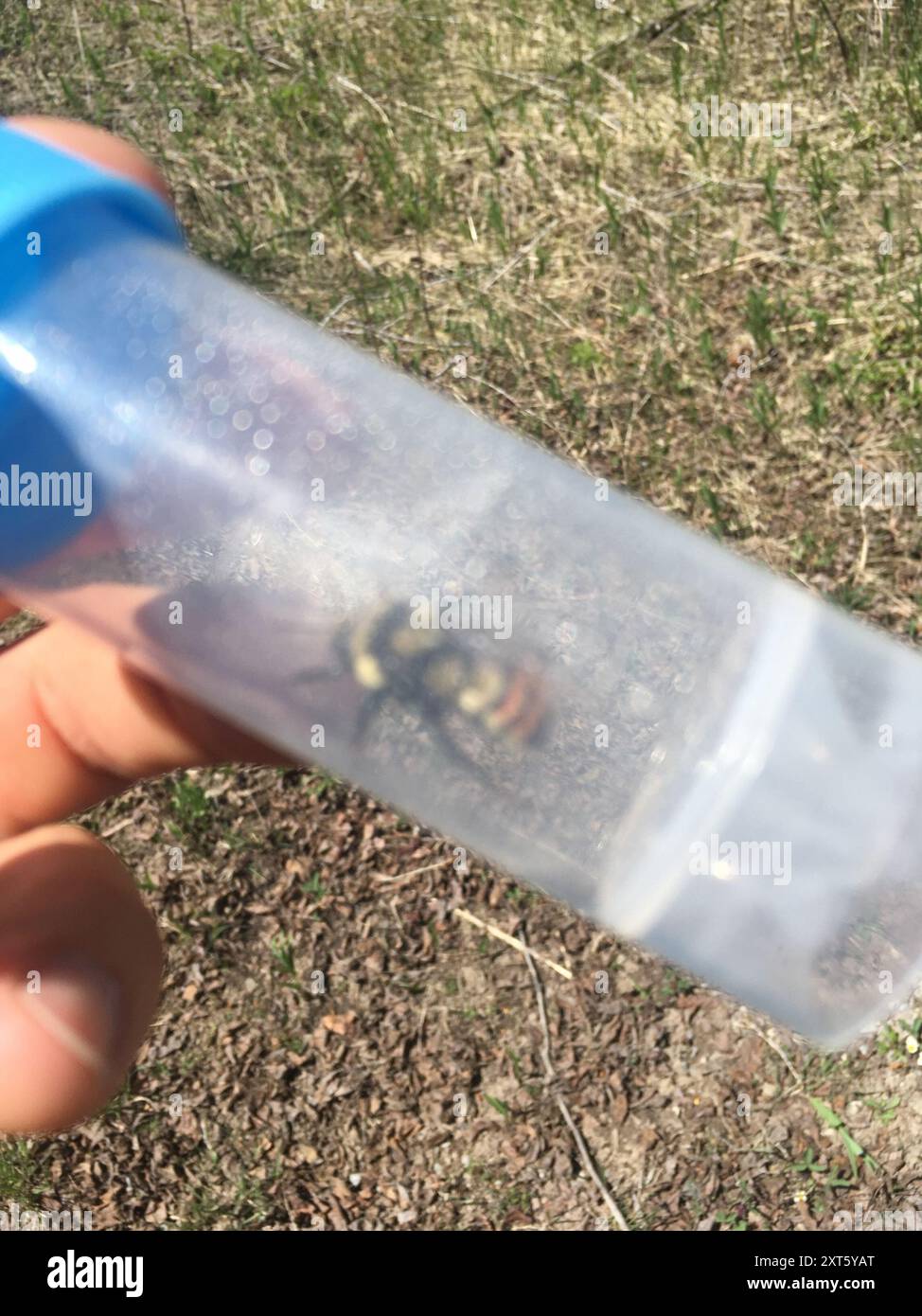 Great Basin Bumble Bee (Bombus centralis) Insecta Stock Photo - Alamy