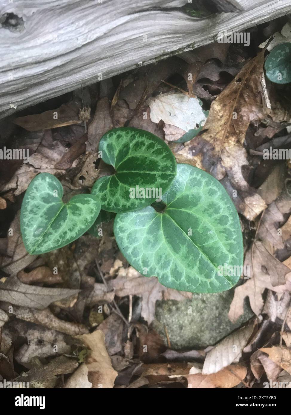 little heartleaf (Asarum minus) Plantae Stock Photo - Alamy