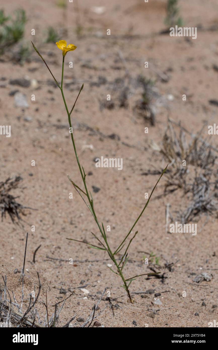 bristle flax (Linum aristatum) Plantae Stock Photo - Alamy
