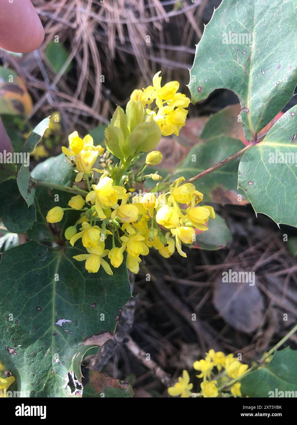creeping mahonia (Berberis repens) Plantae Stock Photo - Alamy
