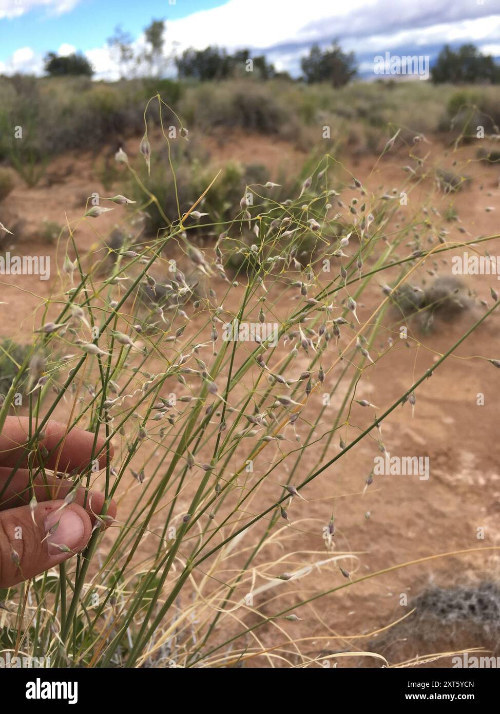 Sand Ricegrass (Eriocoma hymenoides) Plantae Stock Photo - Alamy