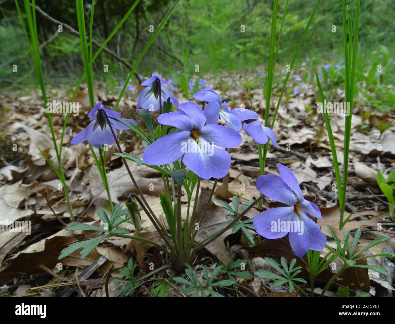 bird's foot violet (Viola pedata) Plantae Stock Photo - Alamy