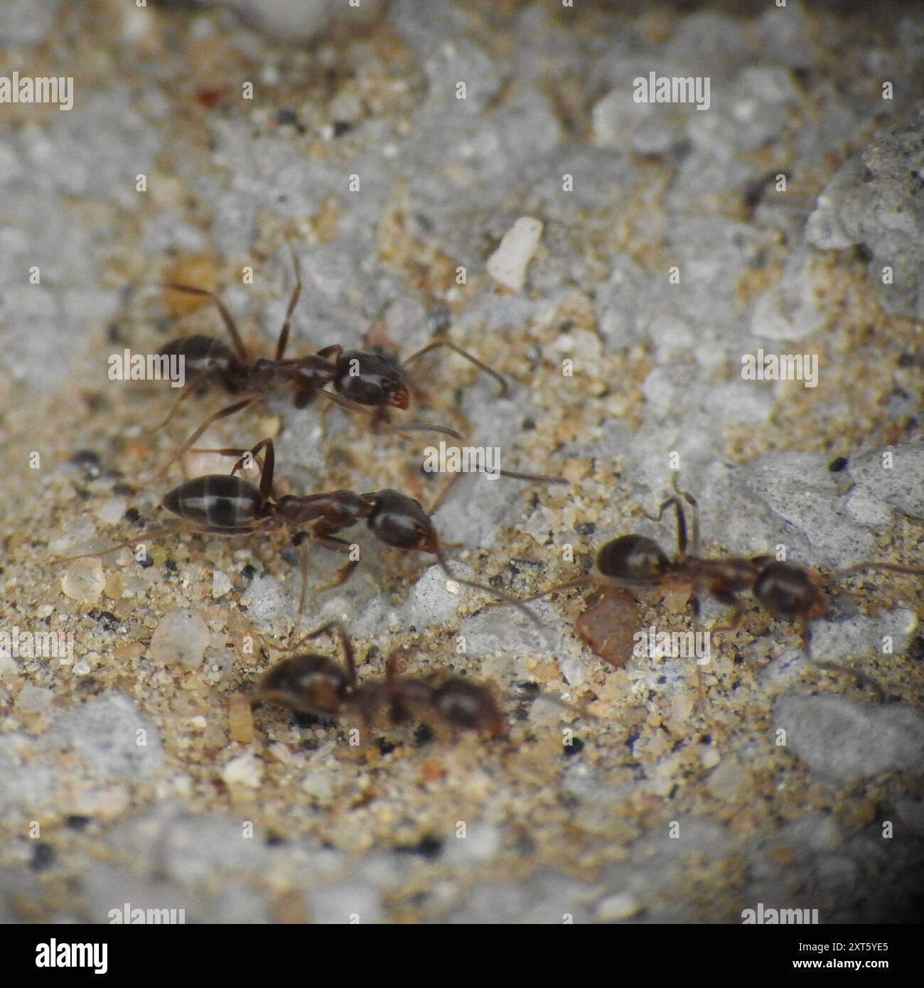 Argentine Ant (Linepithema humile) Insecta Stock Photo - Alamy