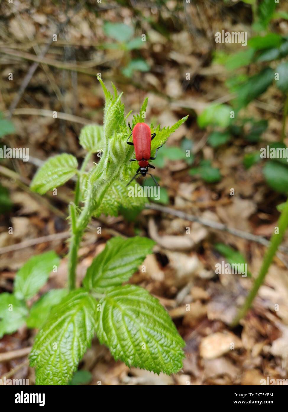 Black-headed Cardinal Beetle (Pyrochroa coccinea) Insecta Stock Photo ...