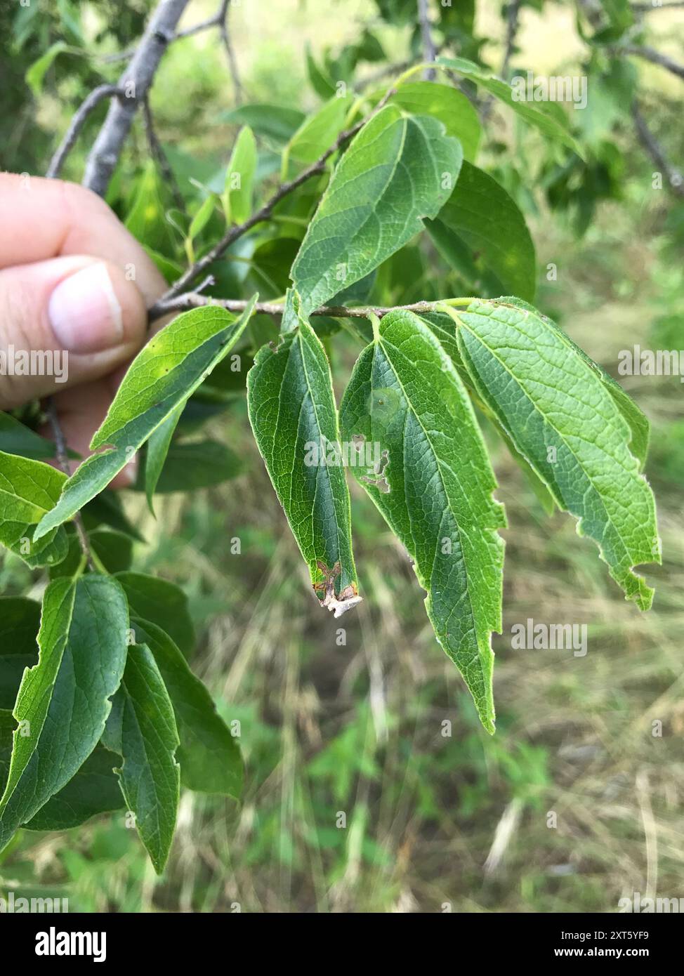 sugar hackberry (Celtis laevigata) Plantae Stock Photo - Alamy