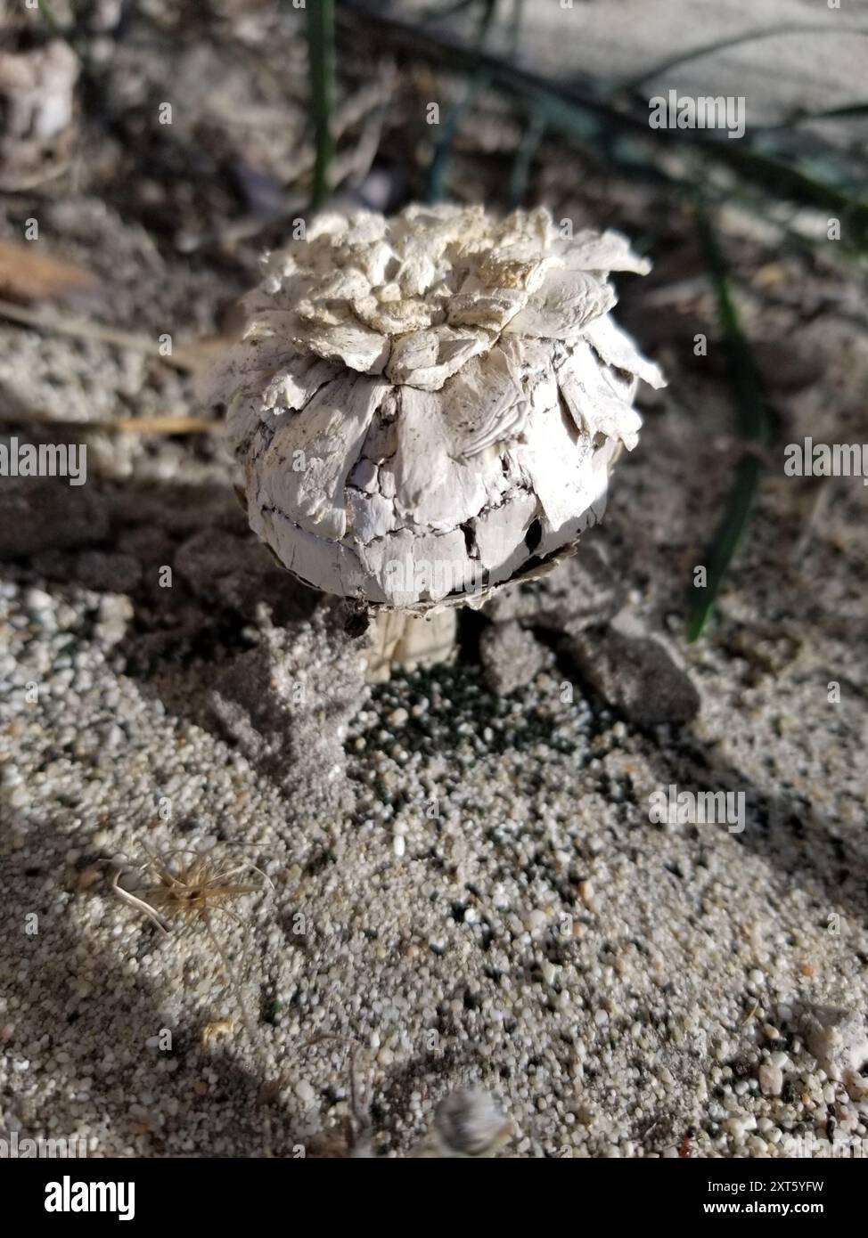Gasteroid Agaricus (Agaricus deserticola) Fungi Stock Photo - Alamy