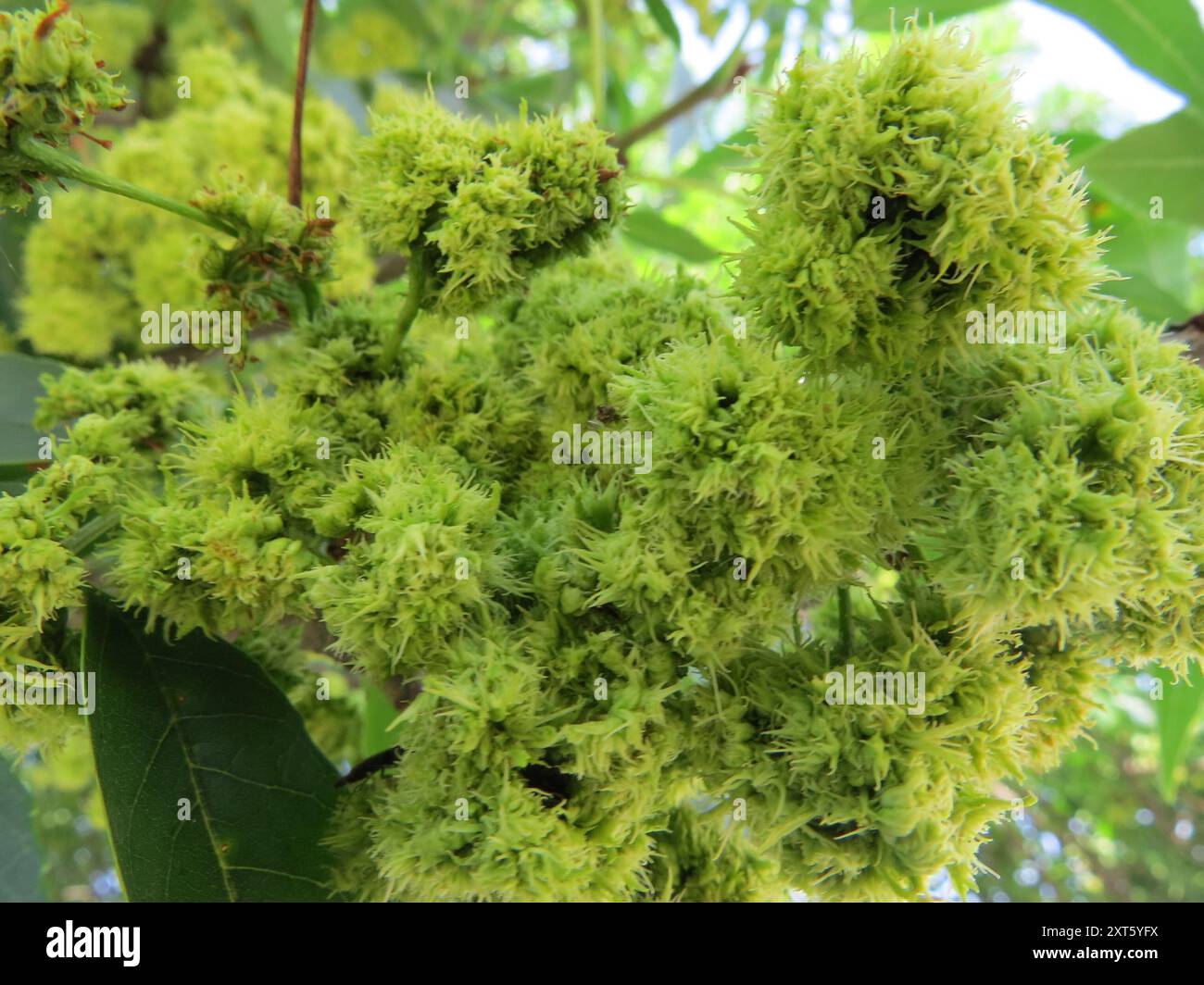 Ash Flower Gall Mite (Aceria fraxiniflora) Arachnida Stock Photo - Alamy