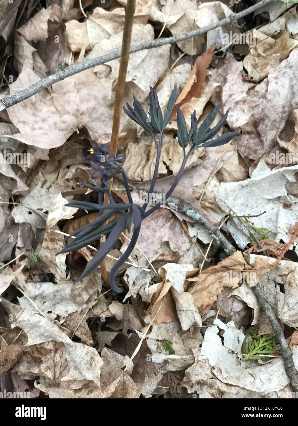 early blue cohosh (Caulophyllum giganteum) Plantae Stock Photo - Alamy