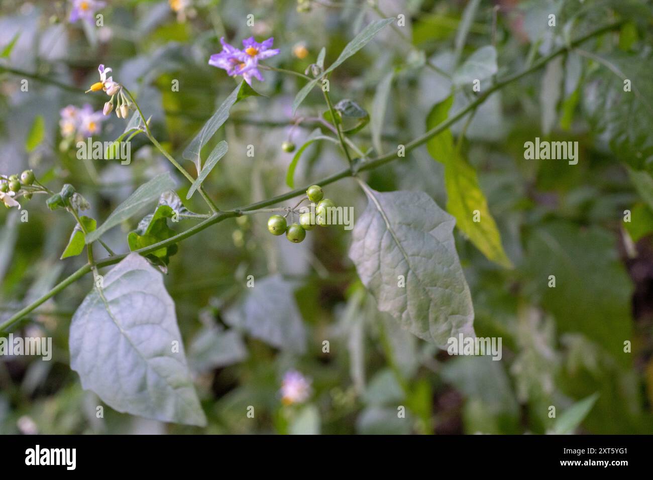 greenspot nightshade (Solanum douglasii) Plantae Stock Photo - Alamy