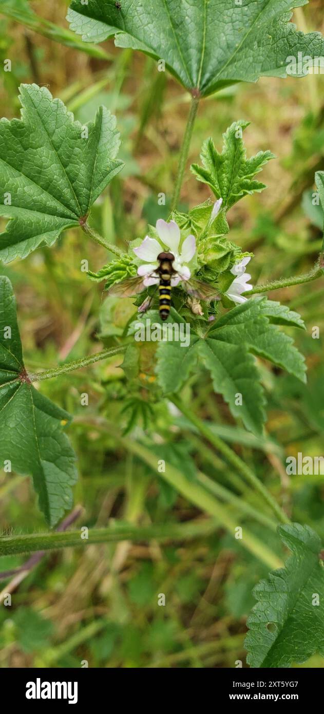 Diamond Spottail (Fazia micrura) Insecta Stock Photo - Alamy
