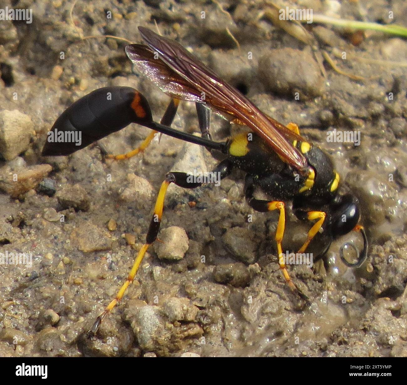 Yellow-legged Mud-dauber Wasp (Sceliphron caementarium) Insecta Stock Photo - Alamy