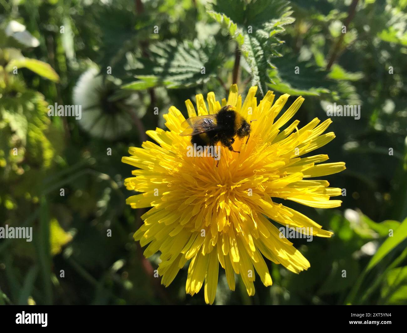Buff-tailed Bumble Bee (Bombus terrestris) Insecta Stock Photo - Alamy