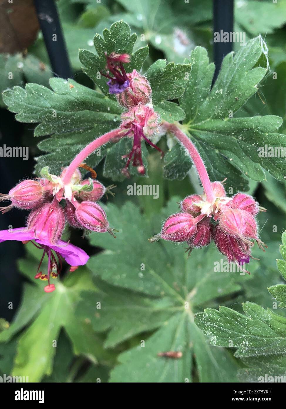 Rock Crane's-bill (Geranium macrorrhizum) Plantae Stock Photo - Alamy