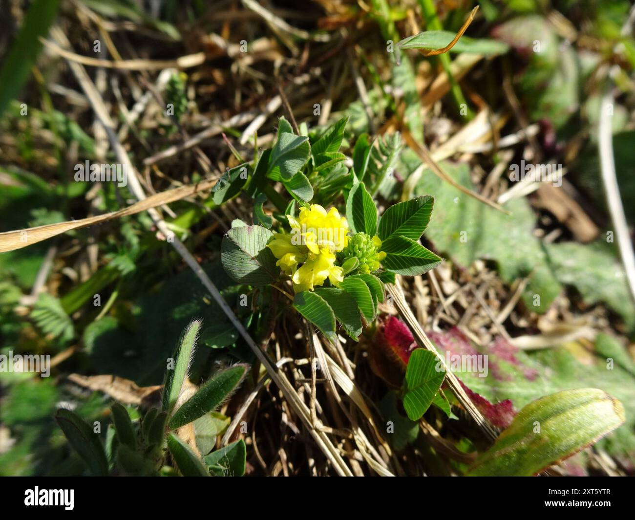 hop trefoil (Trifolium campestre) Plantae Stock Photo - Alamy