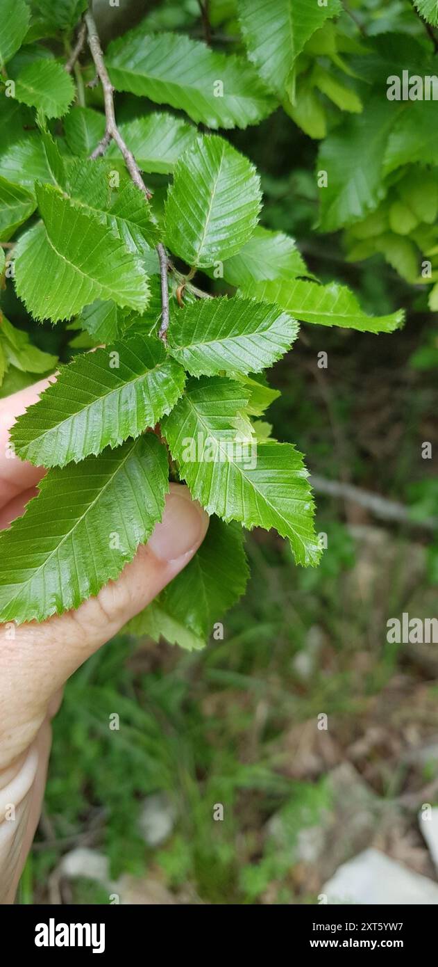 Eastern Hornbeam (Carpinus orientalis) Plantae Stock Photo - Alamy
