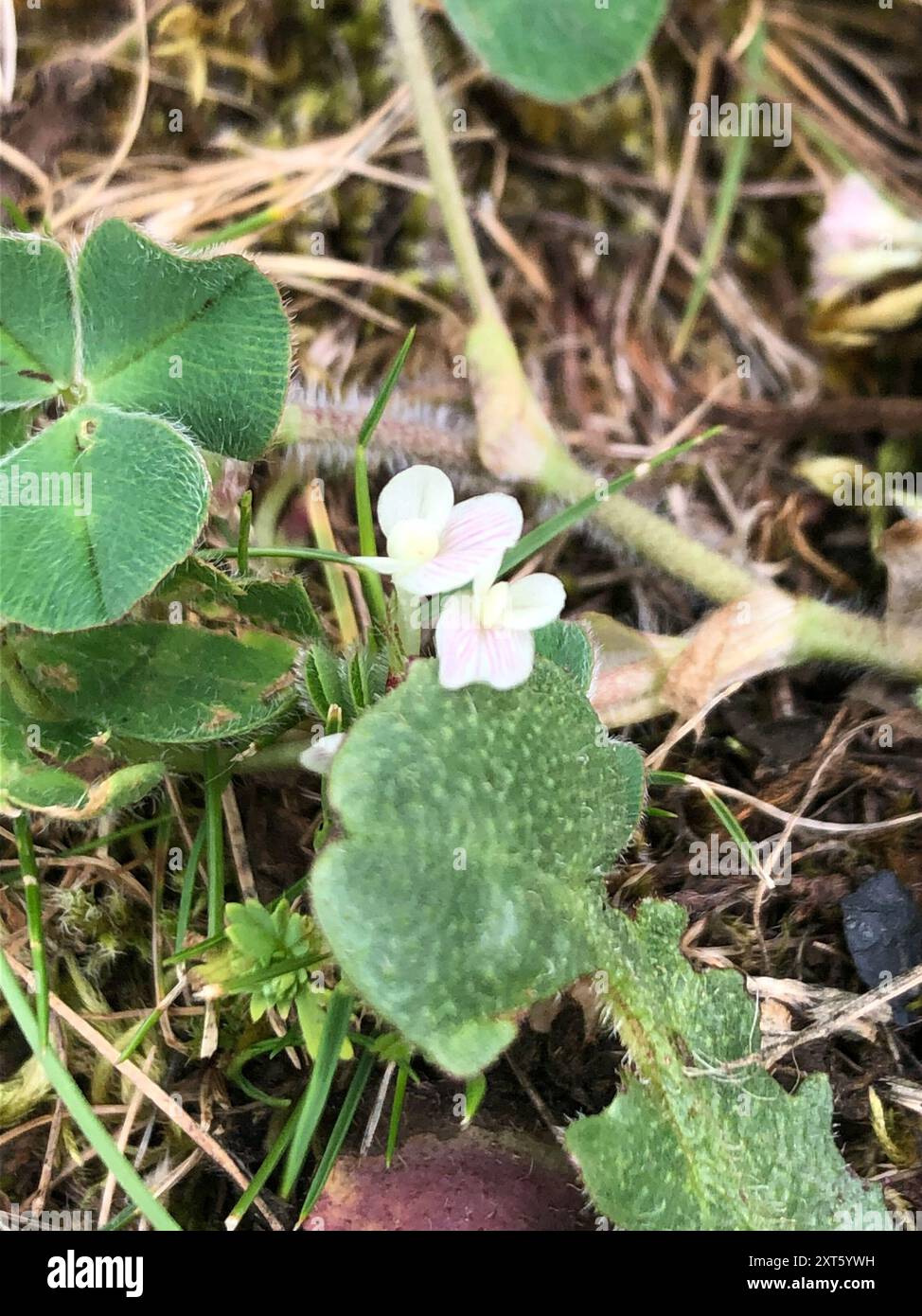 Subterranean Clover (Trifolium subterraneum) Plantae Stock Photo - Alamy