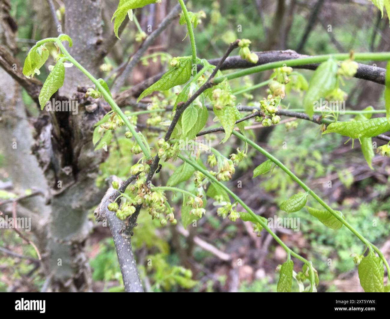 common hackberry (Celtis occidentalis) Plantae Stock Photo - Alamy