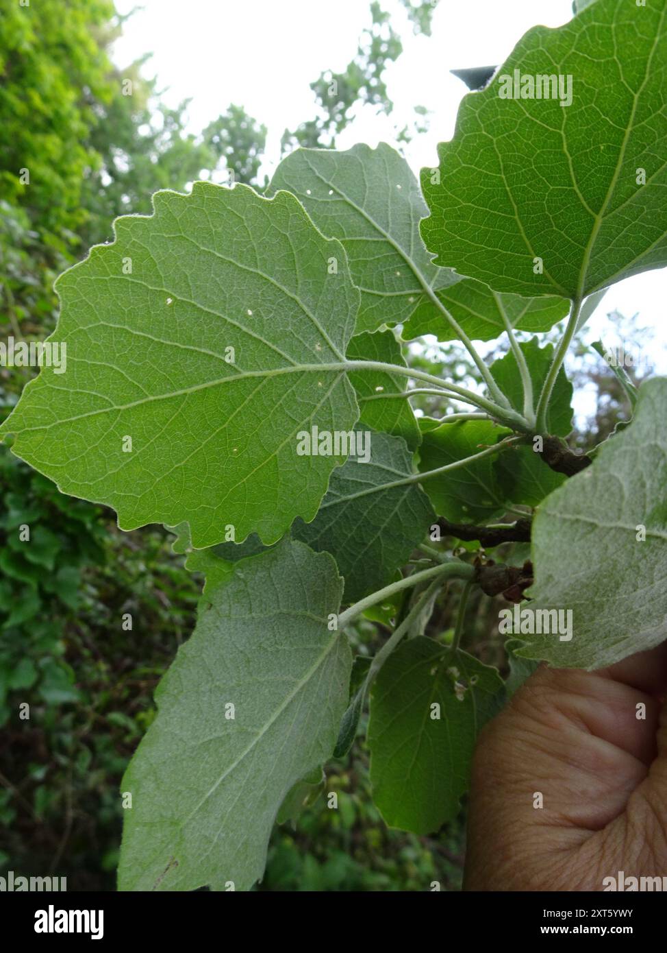 European aspen (Populus tremula) Plantae Stock Photo - Alamy