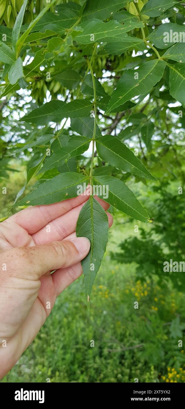 Narrow-leaved Ash (Fraxinus angustifolia) Plantae Stock Photo - Alamy