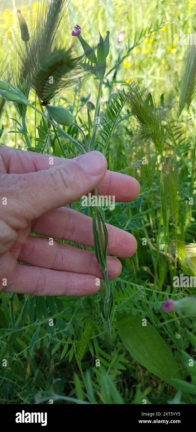 Sand Catchfly (Silene conica) Plantae Stock Photo - Alamy