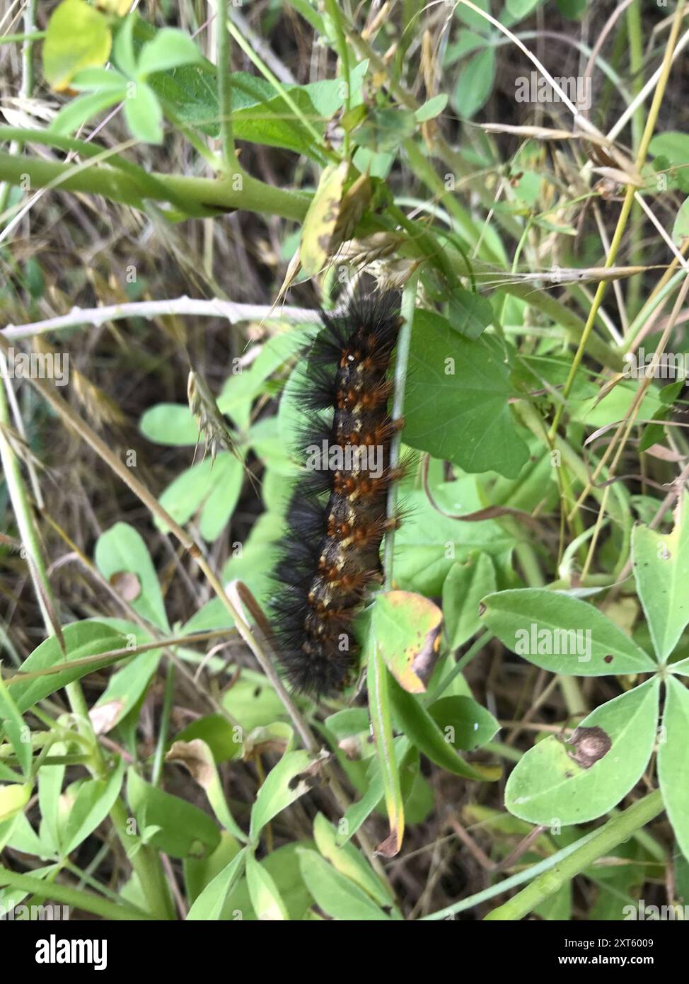 Salt Marsh Moth (Estigmene acrea) Insecta Stock Photo - Alamy