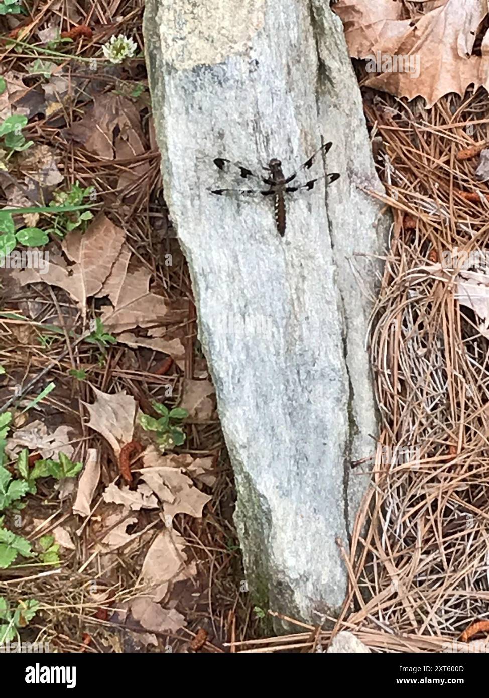 Common Whitetail (Plathemis lydia) Insecta Stock Photo - Alamy