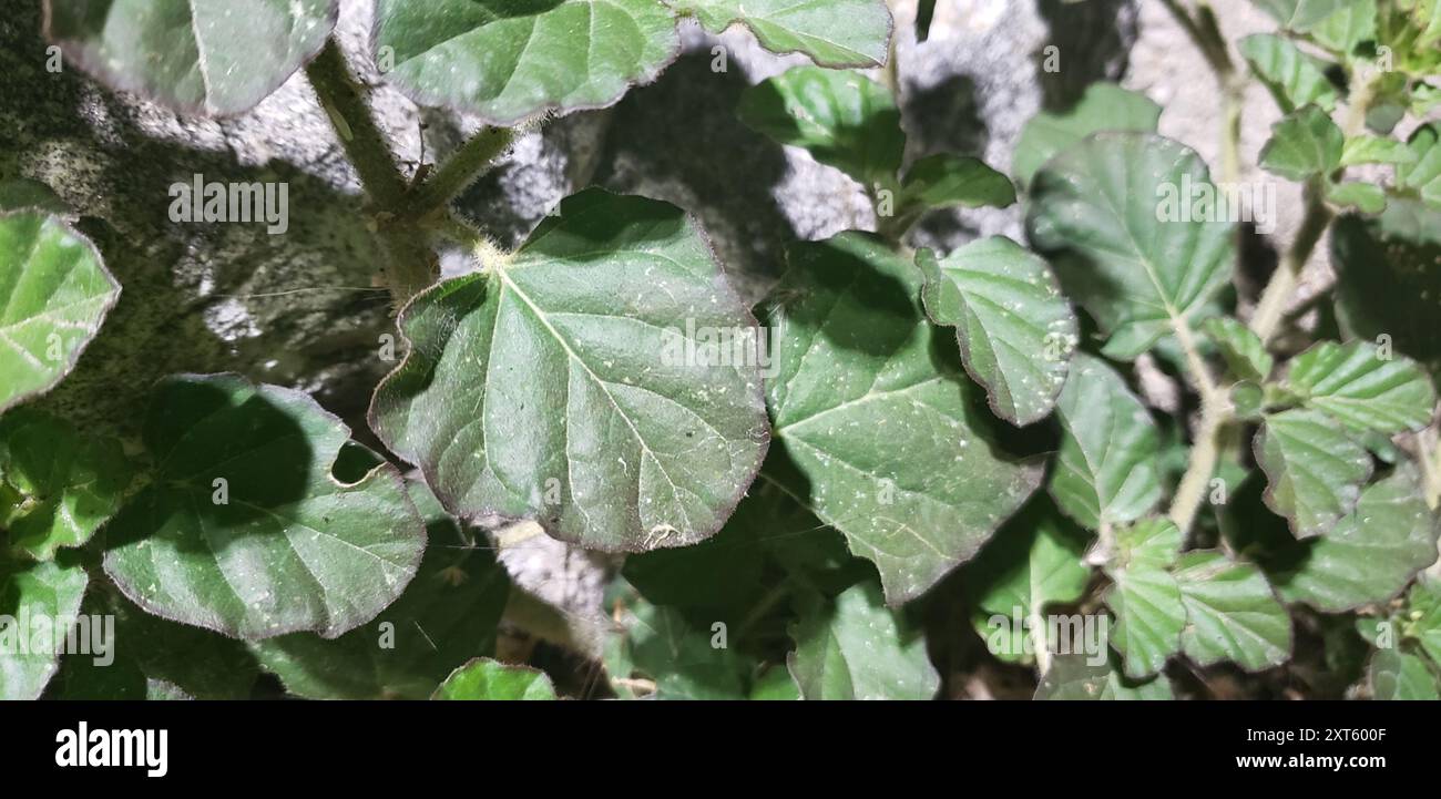 Spiderlings (Boerhavia) Plantae Stock Photo - Alamy