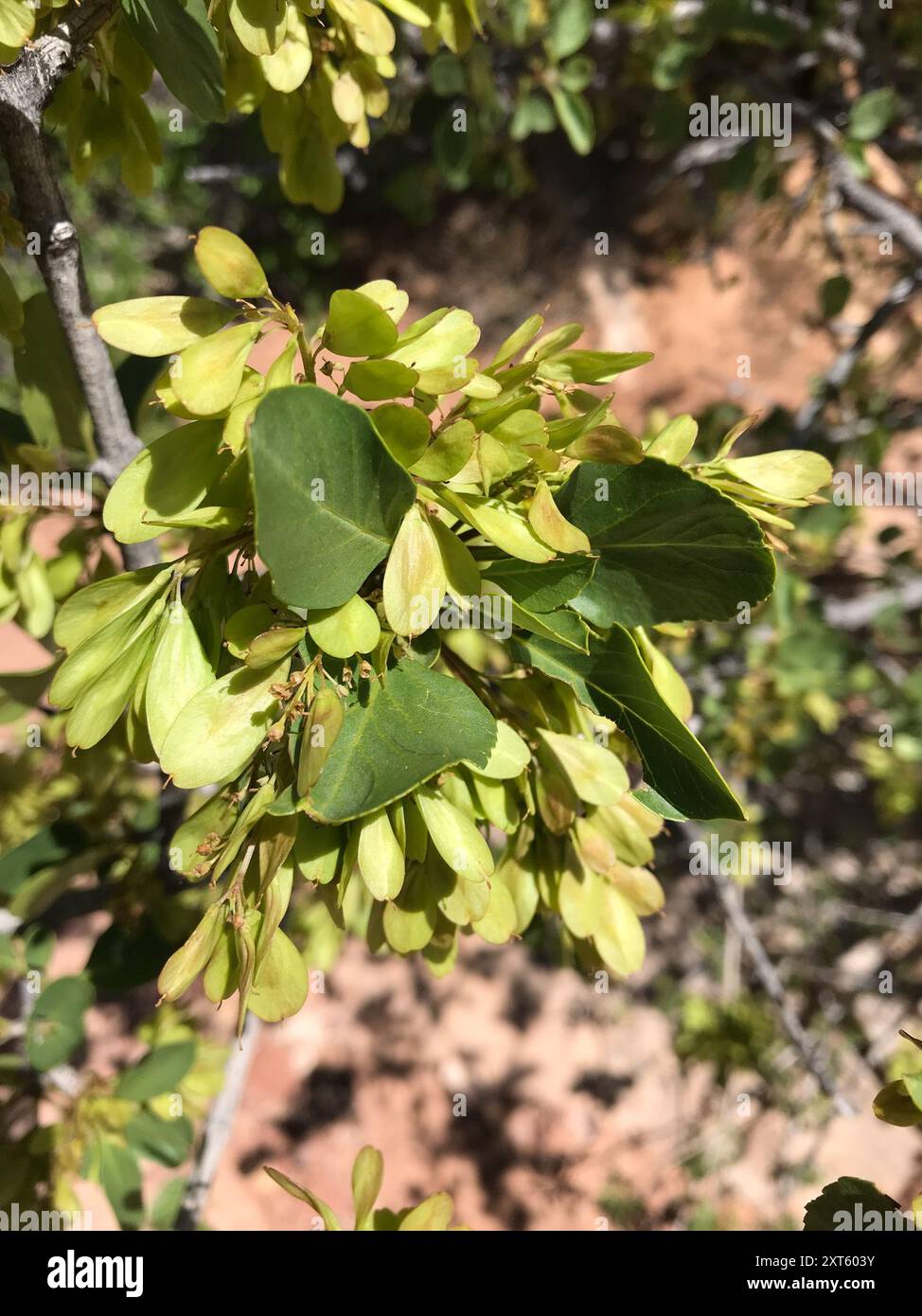 single-leaf ash (Fraxinus anomala) Plantae Stock Photo - Alamy